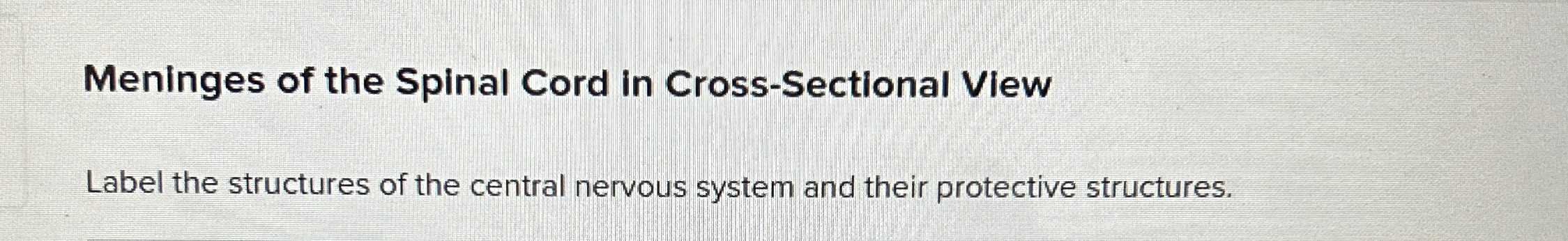 Solved Meninges of the Spinal Cord in Cross-Sectional | Chegg.com