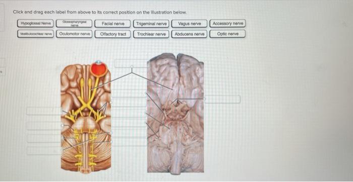 Solved Click and drag each label from above to its correct | Chegg.com