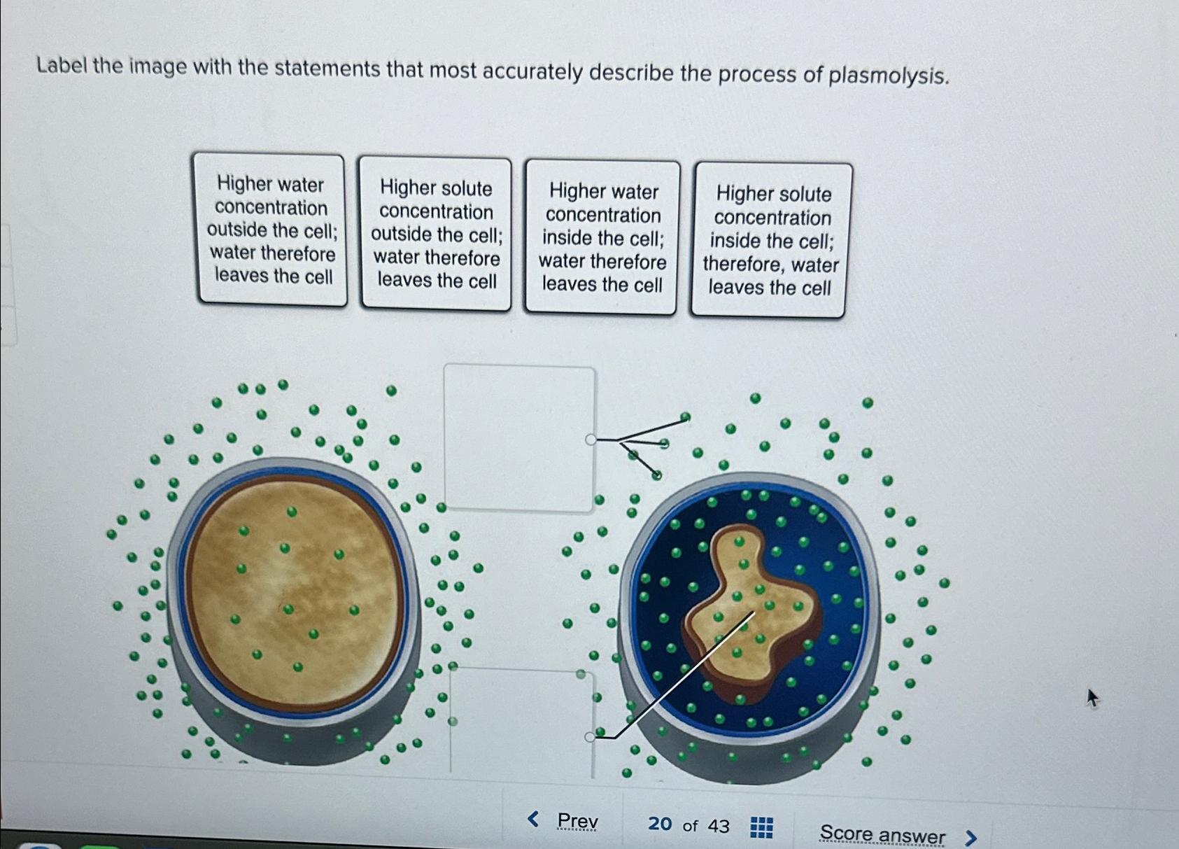 Solved Label the image with the statements that most | Chegg.com