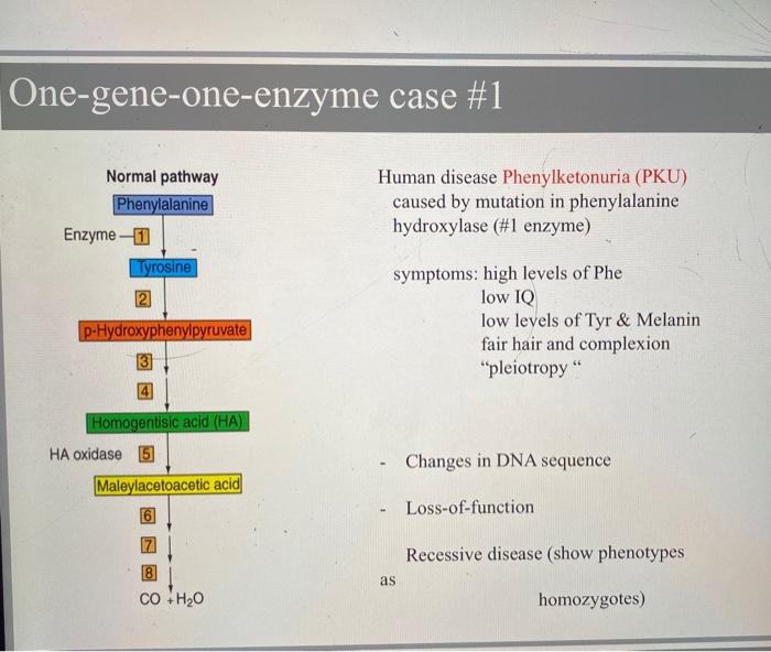 Solved One-gene-one-enzyme case \#2 Human disease | Chegg.com