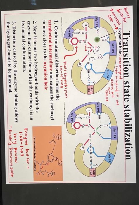 Solved Transition state stabilization 1. Conformational | Chegg.com