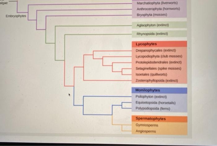 Solved Polypodiopsida (erns) Spermatophytes Gymnosperms | Chegg.com