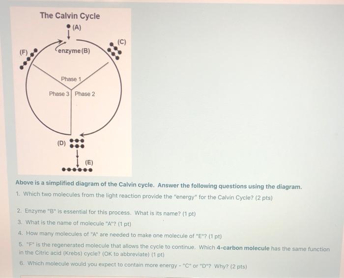 Solved The Calvin Cycle (A) (C) --- Cenzyme(B) Phase 1 Phase | Chegg.com
