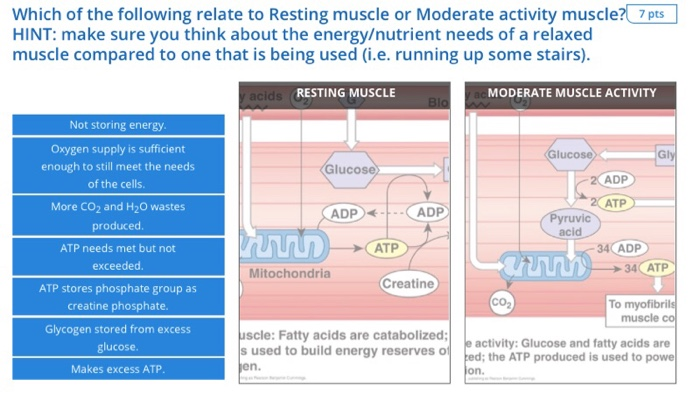 Solved Which of the following relate to Resting muscle or | Chegg.com