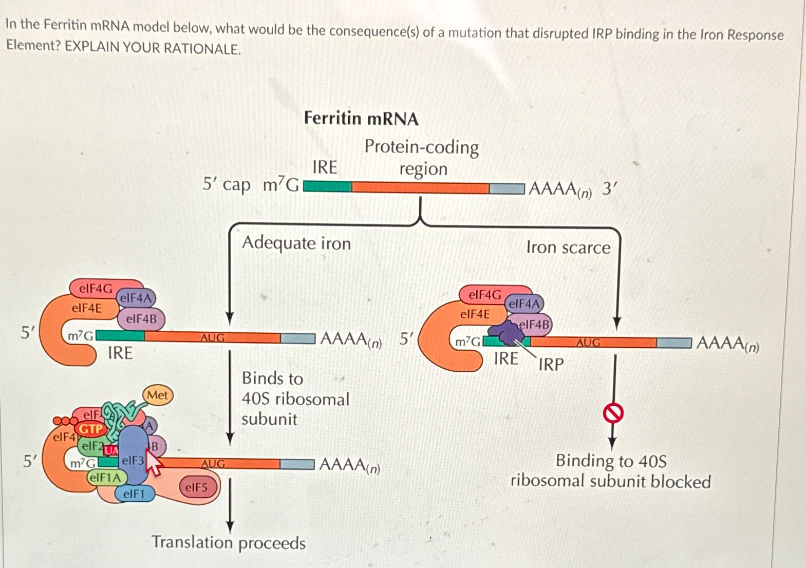 Solved In the Ferritin mRNA model below, what would be the | Chegg.com