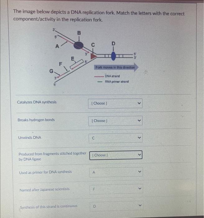 Solved The image below depicts a DNA replication fork. Match | Chegg.com