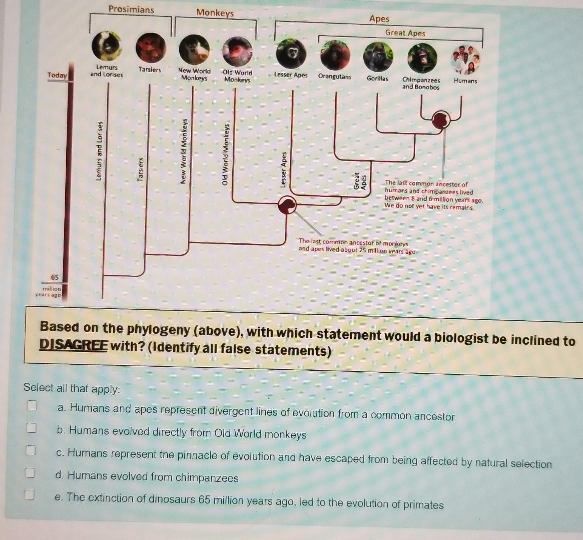 Solved Prosimians Monkeys Apes Great Apes Lemurs and Lorises | Chegg.com