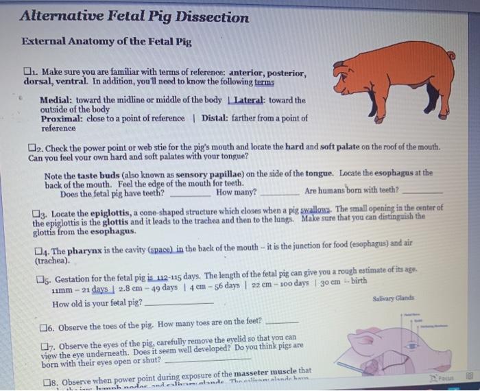 Solved Alternative Fetal Pig Dissection External Anatomy of | Chegg.com