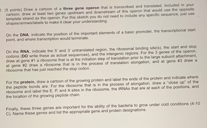 Solved 1. (5 points) Draw a cartoon of a three gene operon | Chegg.com