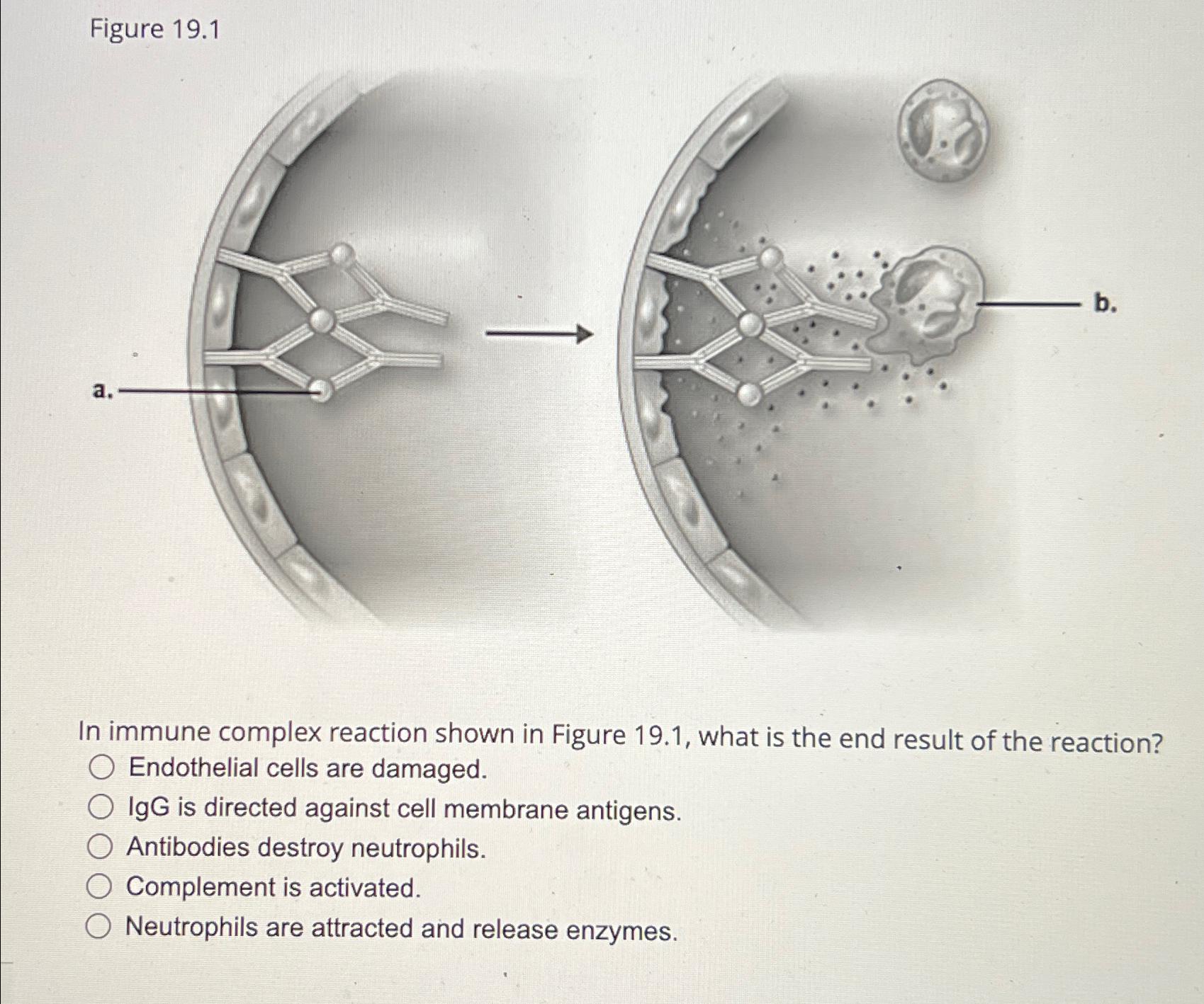 Solved Figure 19.1a.In immune complex reaction shown in | Chegg.com