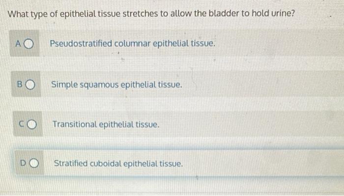 Solved What type of epithelial tissue stretches to allow the | Chegg.com