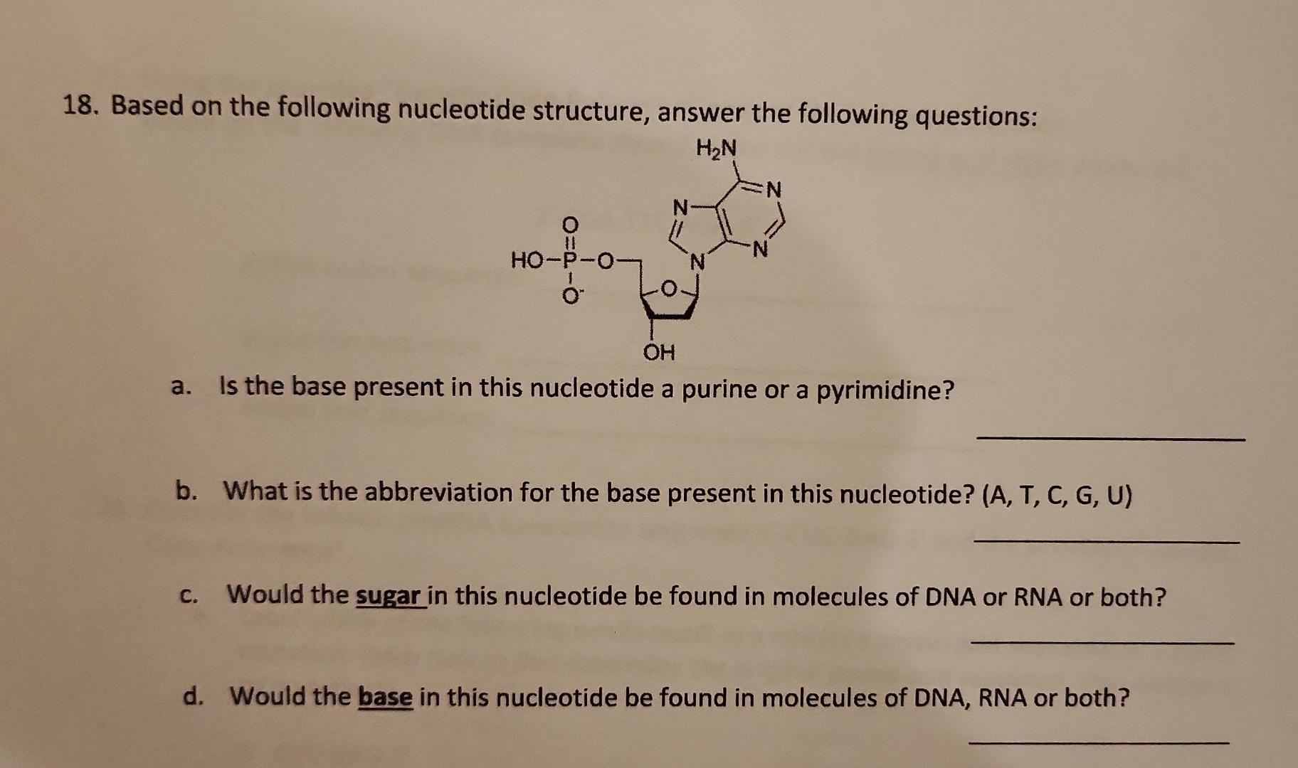Solved 18. Based on the following nucleotide structure, | Chegg.com