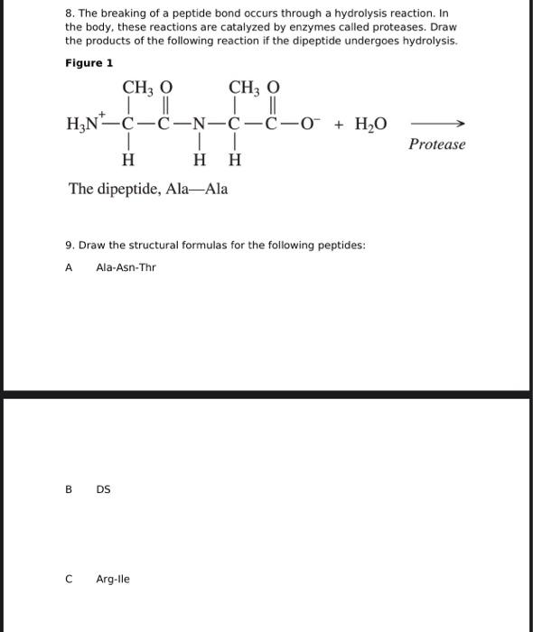 Solved 8. The breaking of a peptide bond occurs through a | Chegg.com