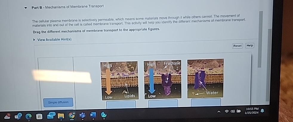 Solved Part B - ﻿Mechanisms of Membrane TransportThe | Chegg.com