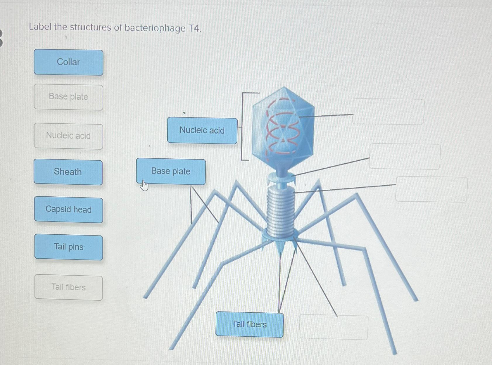 Solved Label the structures of bacteriophage T4. | Chegg.com
