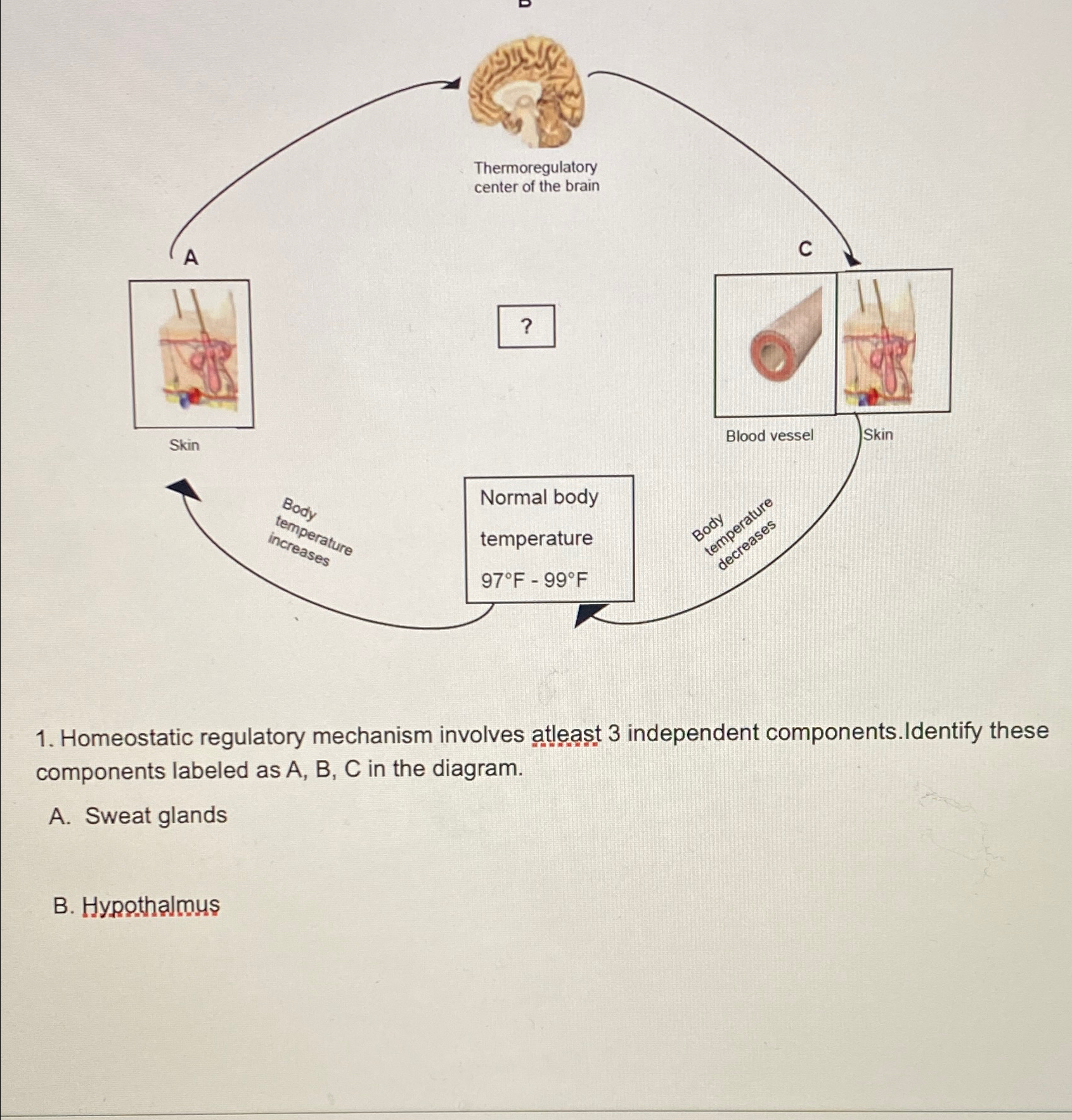 Homeostatic regulatory mechanism involves atleast 3 | Chegg.com