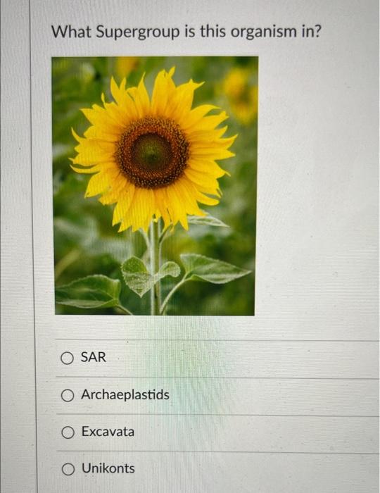 Solved What Supergroup is this organism in? SAR O | Chegg.com