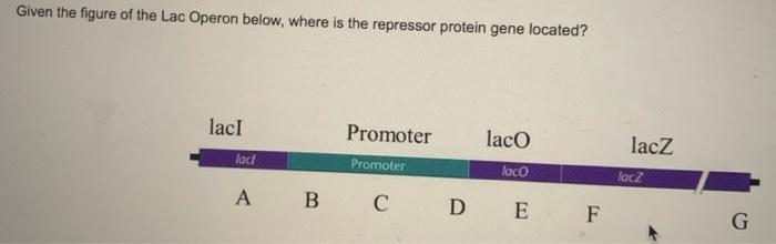 Solved Given the figure of the Lac Operon below, identify | Chegg.com