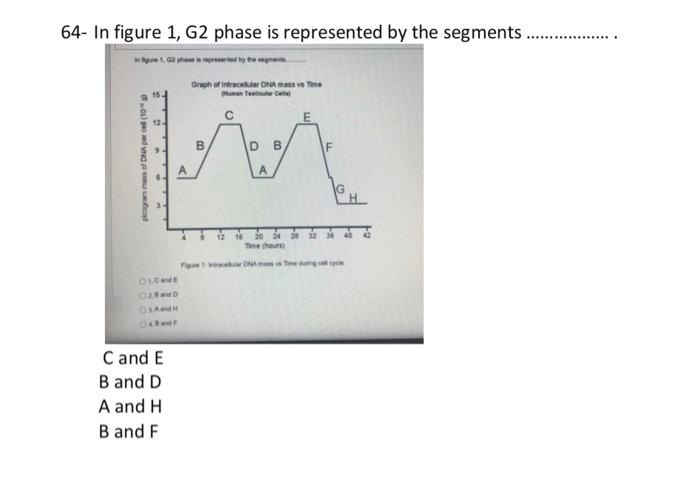 Solved 64- In figure 1,G2 phase is represented by the | Chegg.com
