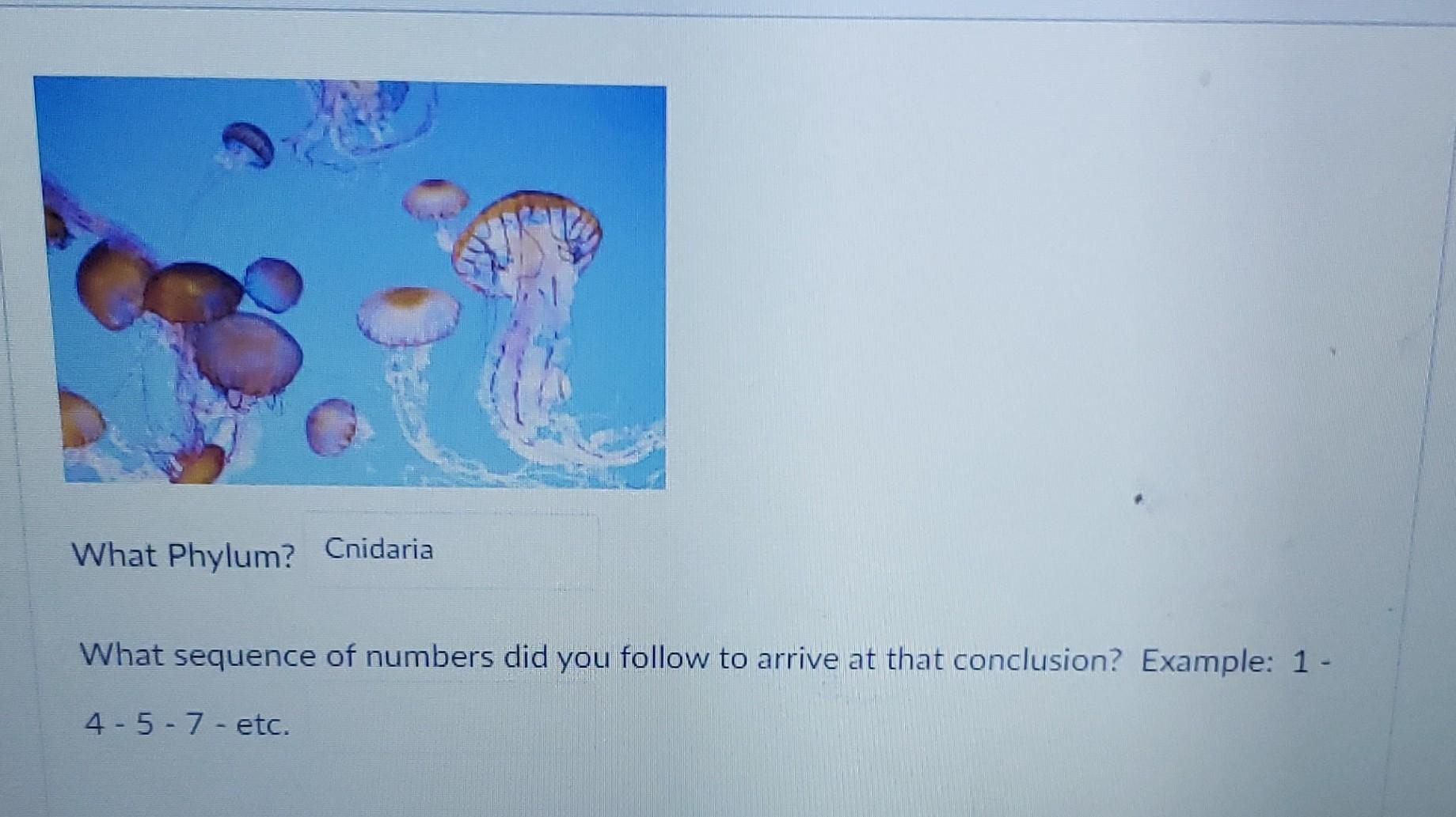 What Sequence Of Numbers Did You Follow To Arrive At