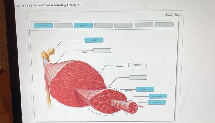 Solved Exorcise 12 Review Sheet Art-labeling Activity 2 | Chegg.com