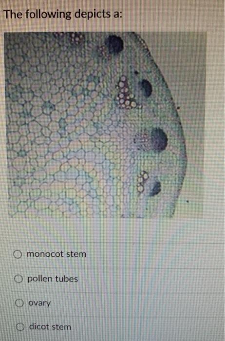 Solved The following depicts a: monocot stem pollen tubes | Chegg.com