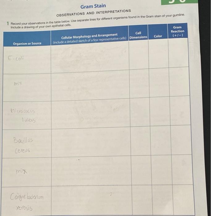 Gram Stain OBSERVATIONS AND INTERPRETATIONS 1 Record | Chegg.com