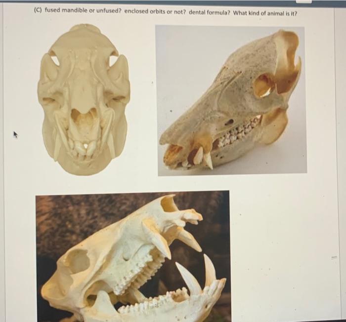 STATION 1: Complete the chart below, using the skulls | Chegg.com