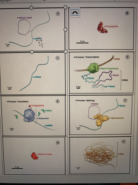 Solved Intron Lariat Polypeptide Process: Transcription DNA | Chegg.com