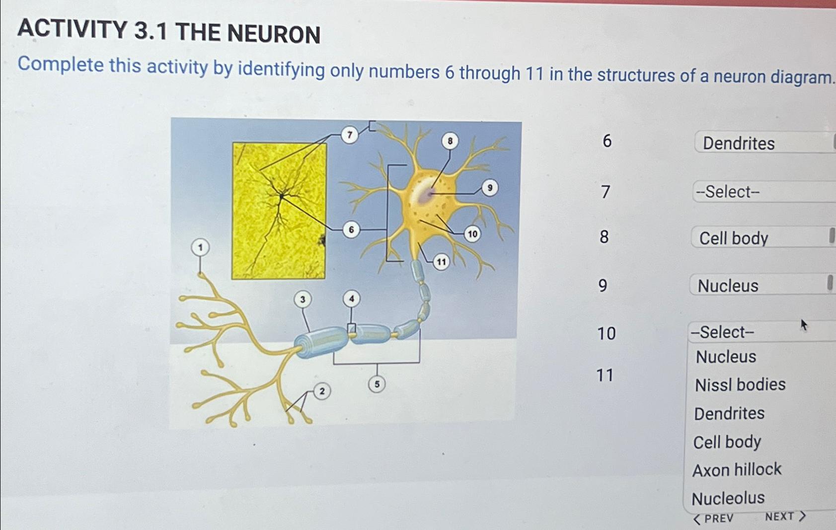 Solved ACTIVITY 3.1 ﻿THE NEURONComplete this activity by | Chegg.com