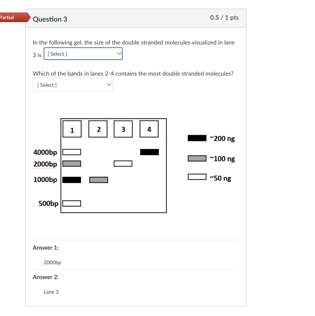 Solved In the following gel, the size of the double stranded | Chegg.com
