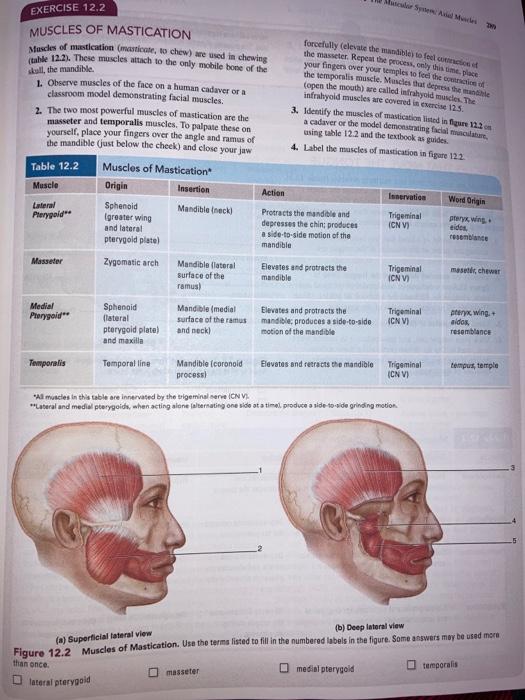EXERCISE 12.2 Muscles of musication (mascate, to | Chegg.com