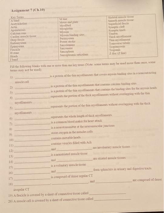 Solved Assignment 7 (Ch.10) Key Tems A band Acetylcholine | Chegg.com