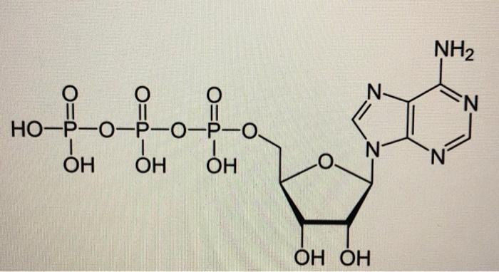 Solved Which nucleic acid (RNA or DNA) would the ATP in the | Chegg.com