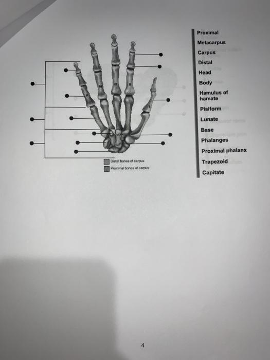 Solved Proximal Metacarpus Carpus Distal Head Body Hamulus | Chegg.com