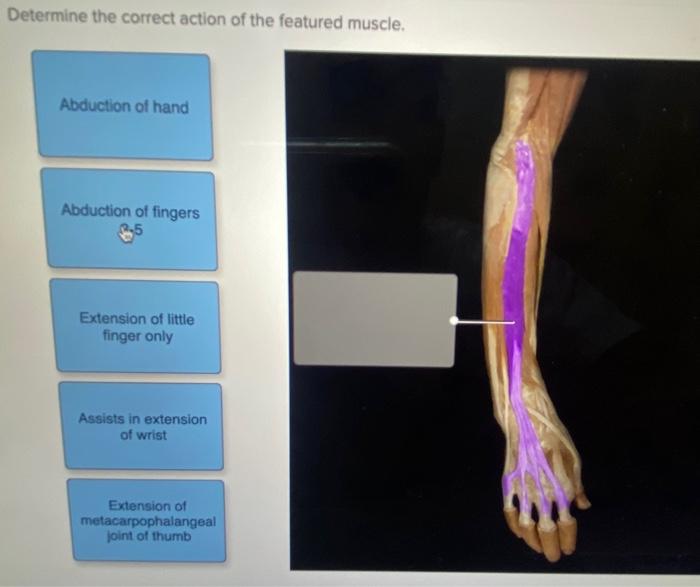 Solved Determine the correct action of the featured muscle. | Chegg.com