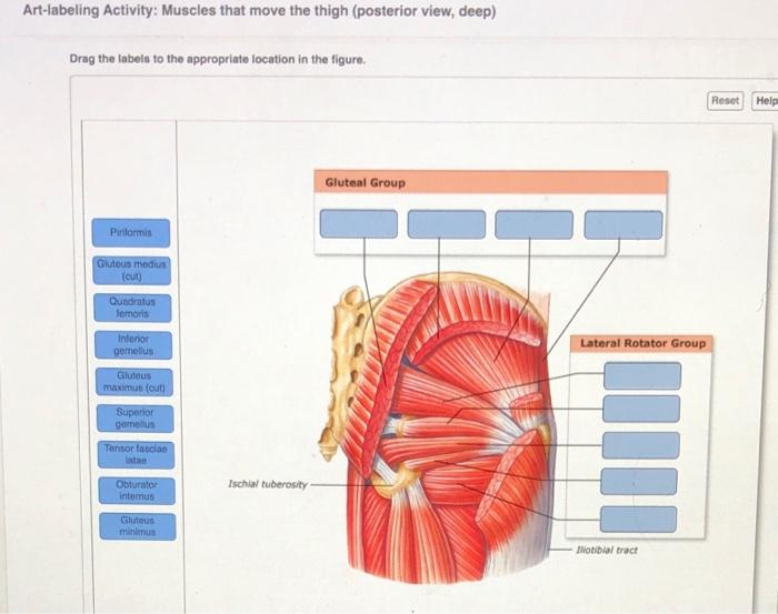 Solved Art-labeling Activity: Muscles that move the thigh | Chegg.com