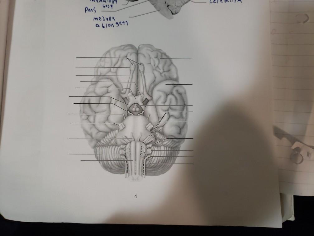 Solved Pons medulla oblon 941 4 | Chegg.com