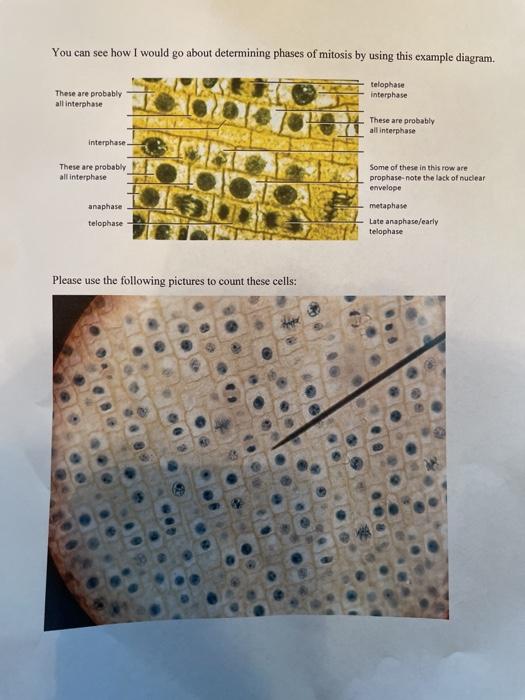 Solved Mitosis lab Make sure you understand the various | Chegg.com