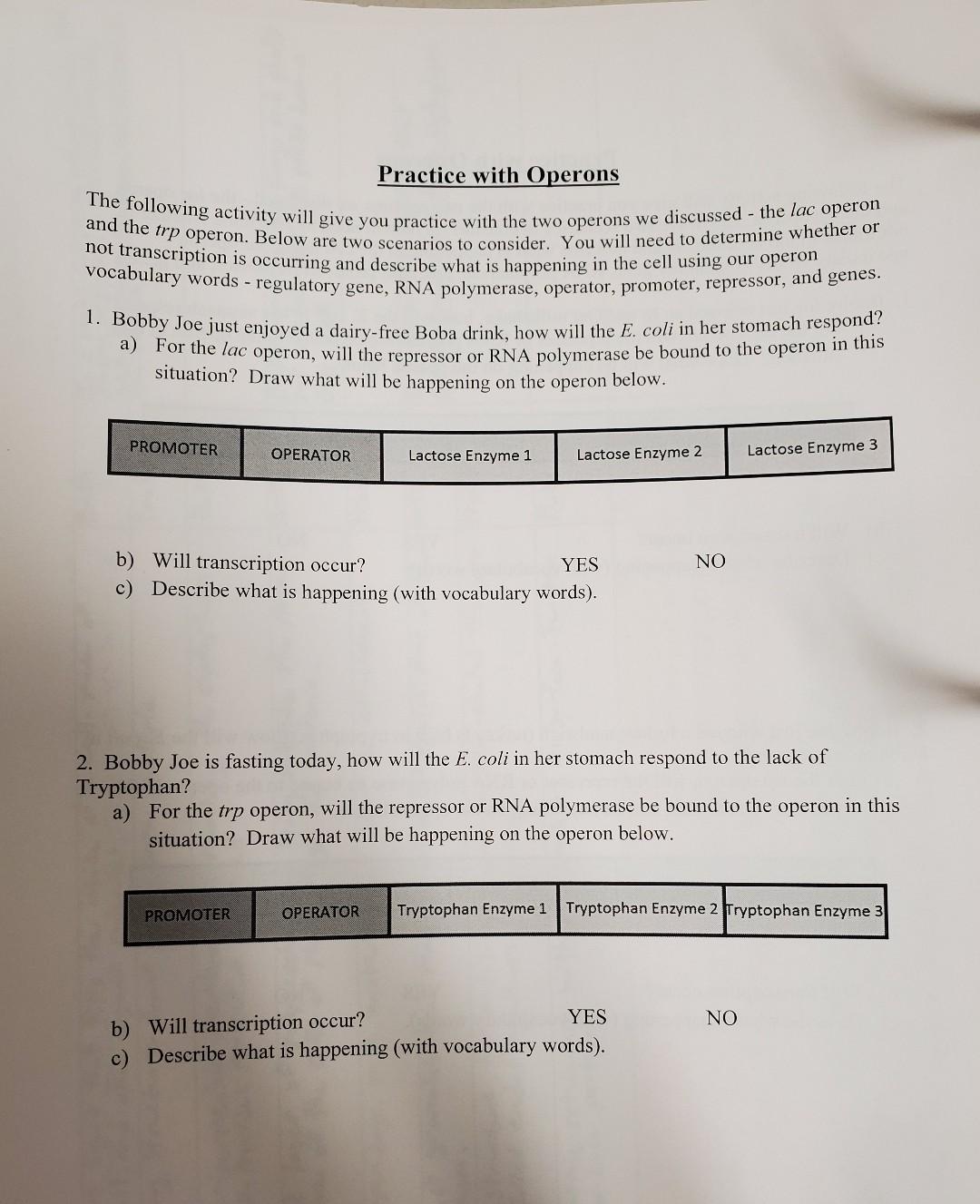 Solved Practice with Operons and the trp operon. Below are | Chegg.com