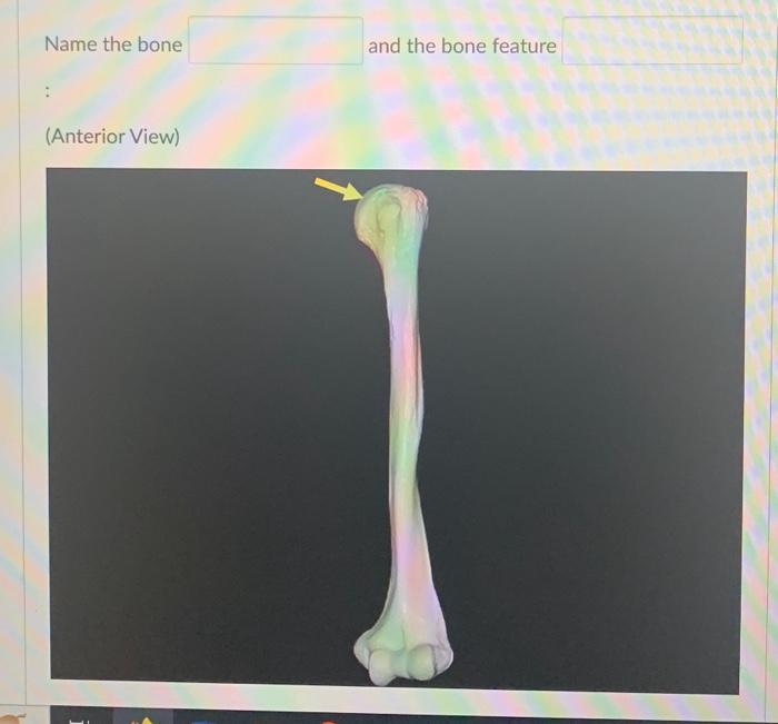 Solved Name the bone and the bone feature (Anterior | Chegg.com