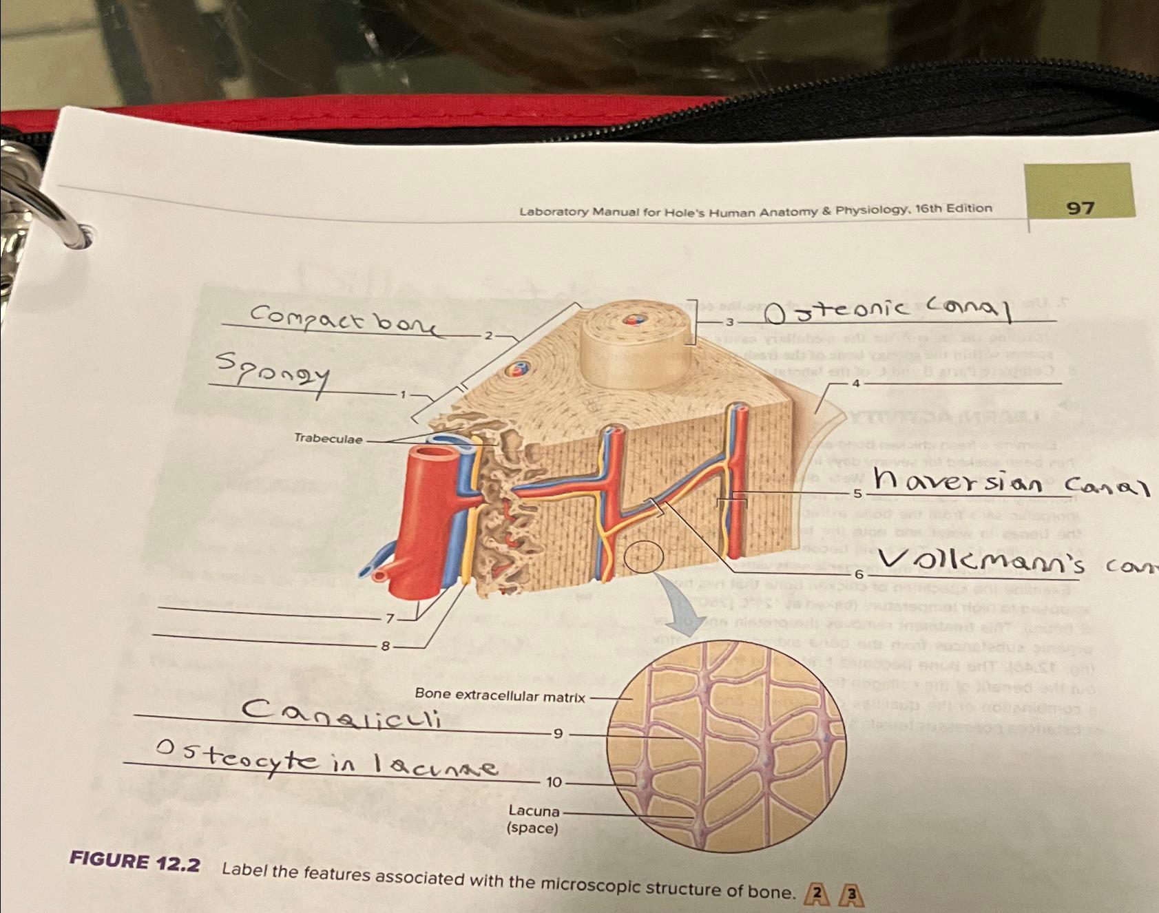 Solved Laboratory Manual for Hole's Human Anatomy & | Chegg.com