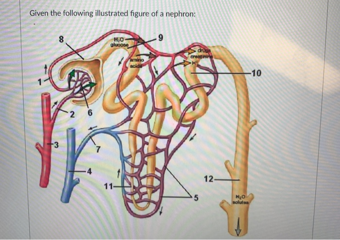 Solved Given the following illustrated figure of a nephron: | Chegg.com