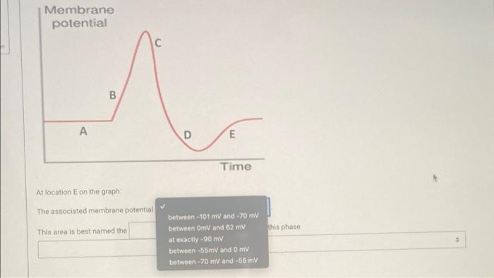 Solved At location Eon the graph: The associated membrane | Chegg.com