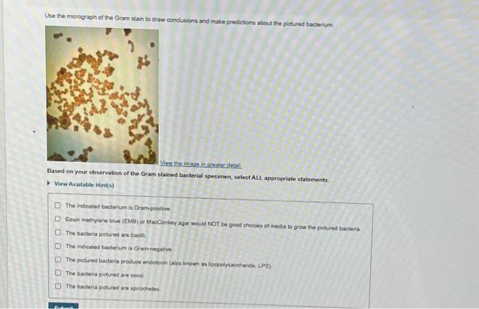 Solved Use the micrograph of the Gram atain to draw | Chegg.com