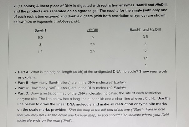 Solved 2. (11 points) A linear piece of DNA is digested with | Chegg.com