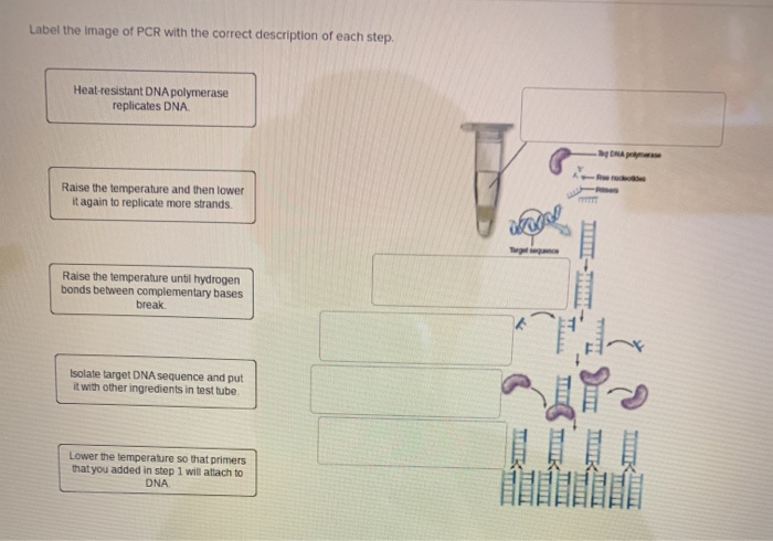 Solved Label the image of PCR with the correct description | Chegg.com