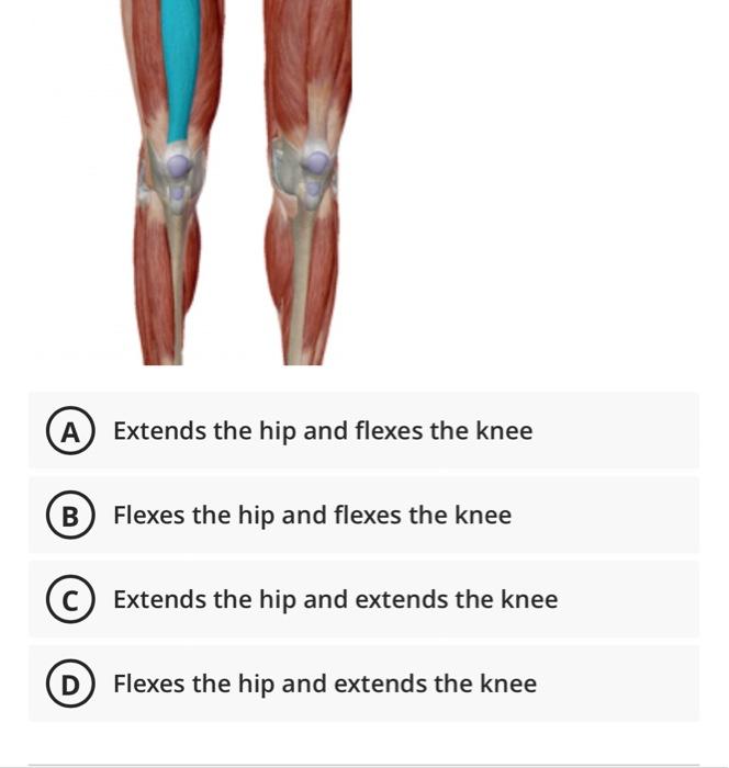 Extends the hip and flexes the knee Flexes the hip | Chegg.com