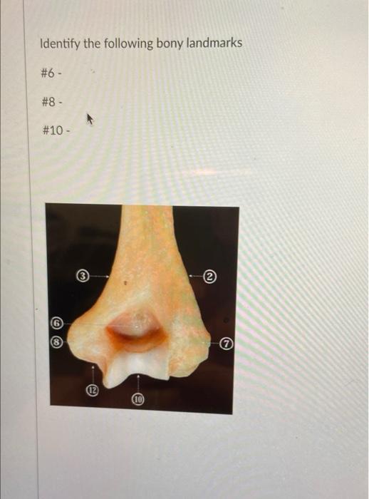 Solved Identify the following bony landmarks #6 - #8 - # 10 | Chegg.com
