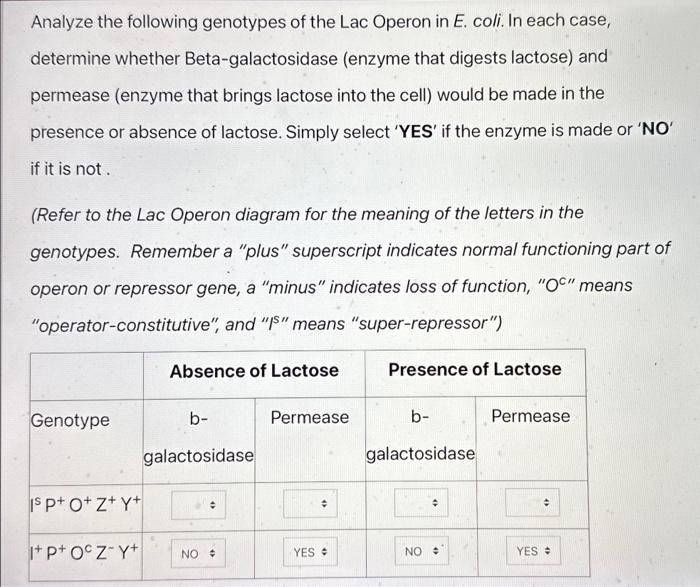 Solved Analyze the following genotypes of the Lac Operon in | Chegg.com